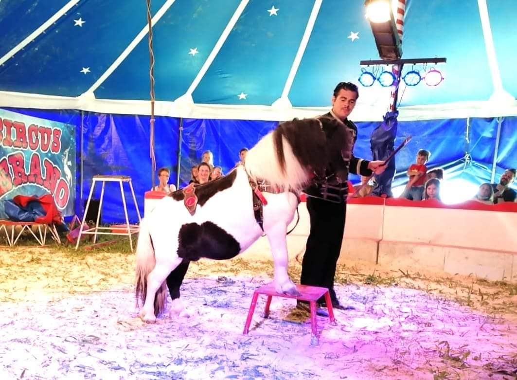 Circus Serano - Tiere