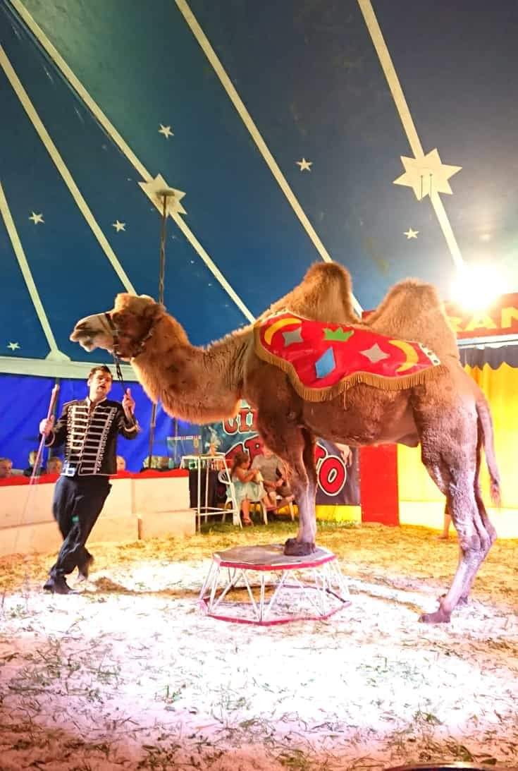 Circus Serano - Tiere